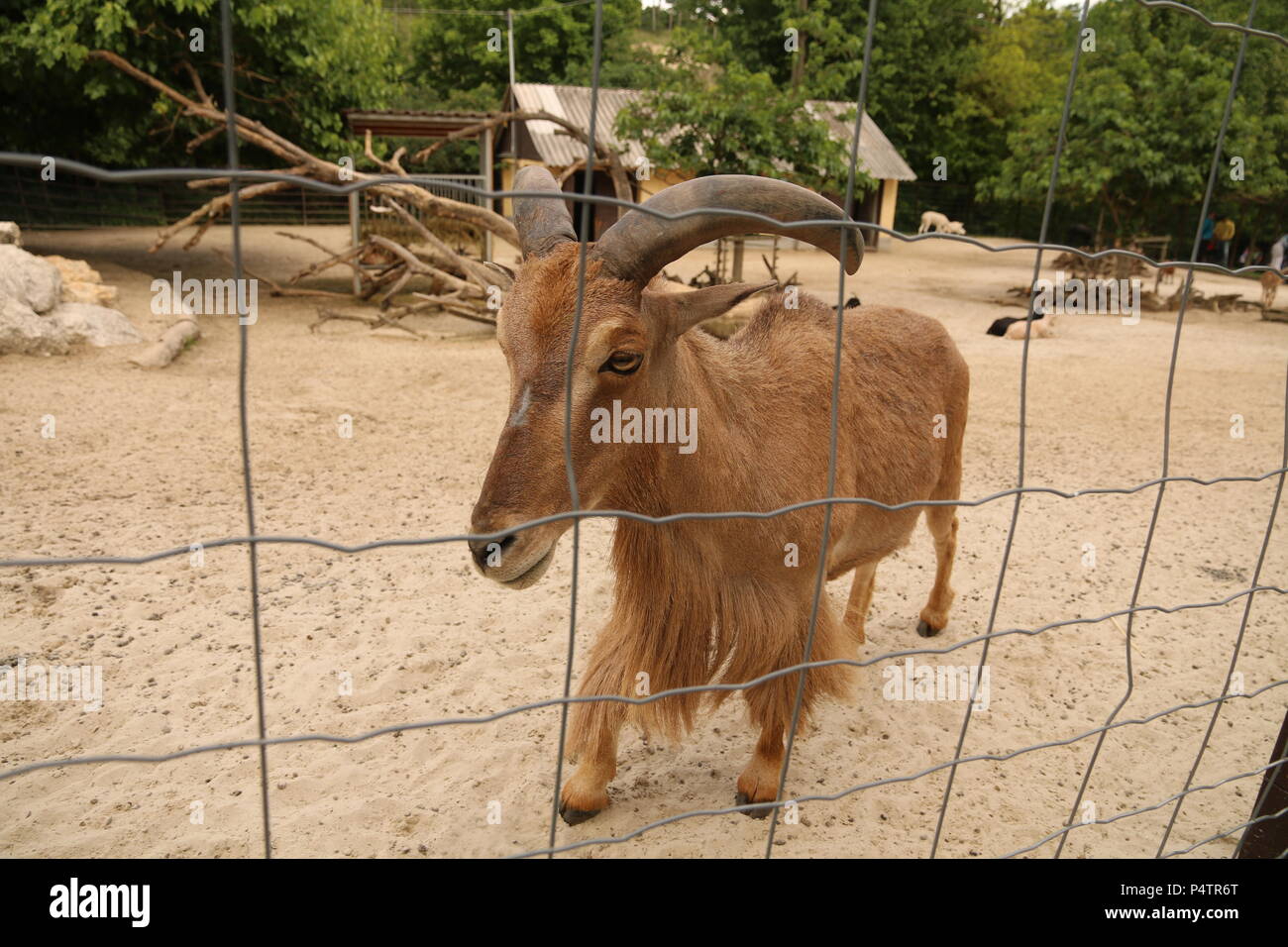 Female barbary sheep hi-res stock photography and images - Alamy