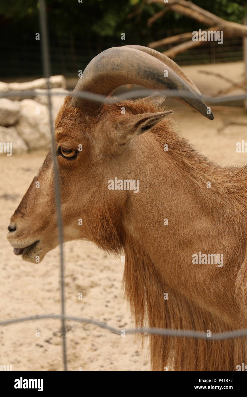 Female barbary sheep hi-res stock photography and images - Alamy