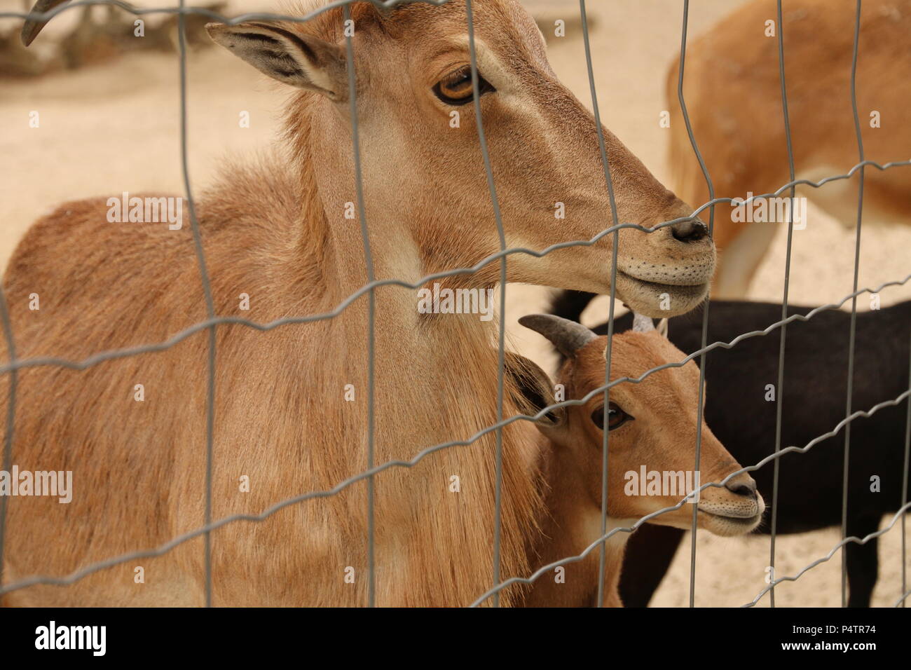 Barbary Sheep - Ammotragus lervia Stock Photo - Alamy