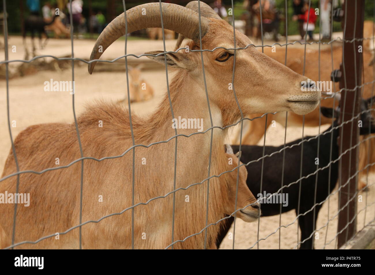 Female barbary sheep ammotragus lervia hi-res stock photography and ...