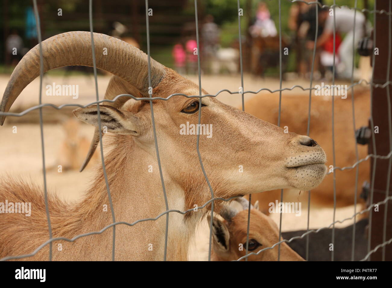 Barbary Sheep - Ammotragus lervia Stock Photo - Alamy