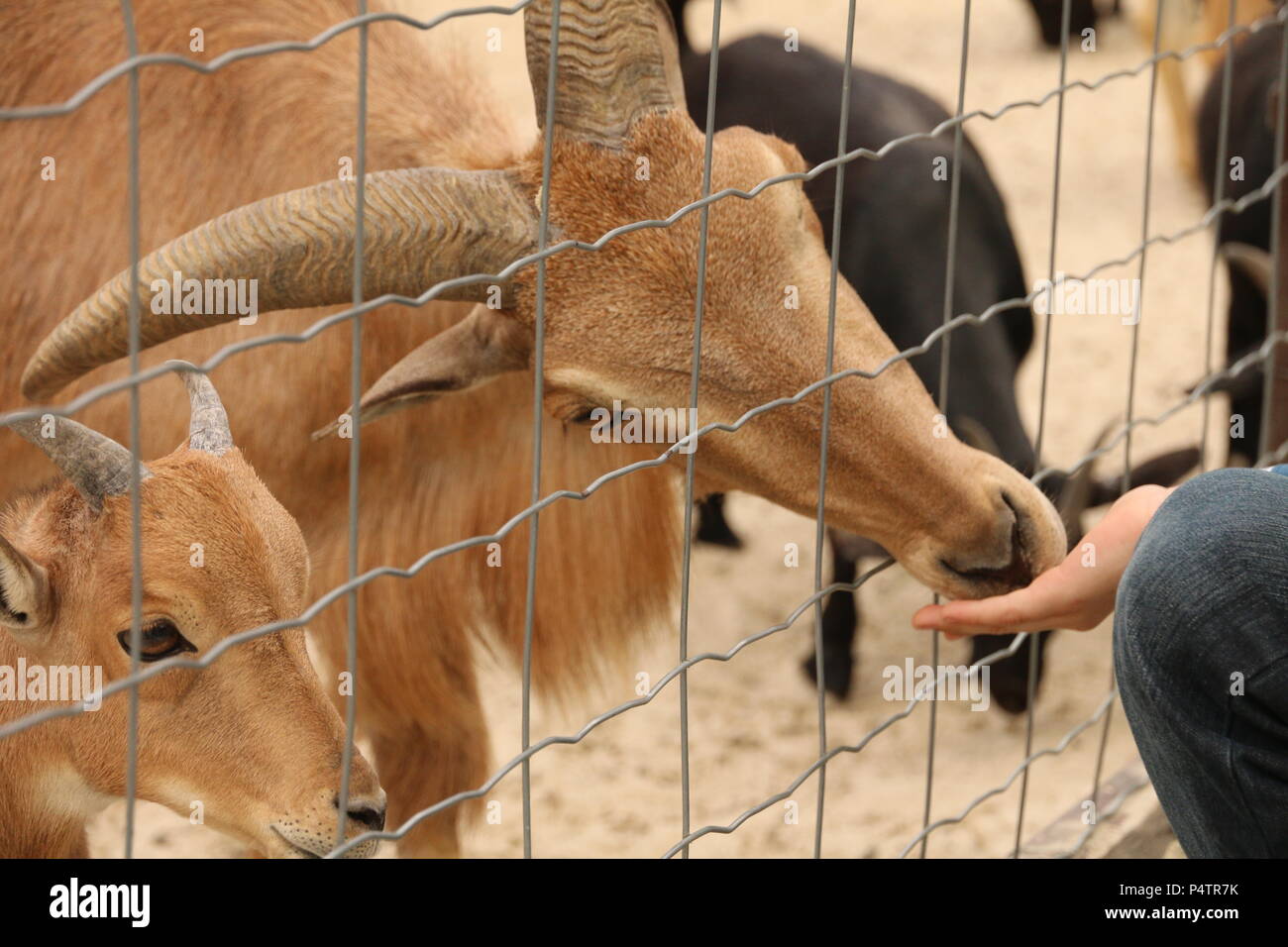 Barbary Sheep - Ammotragus lervia Stock Photo - Alamy