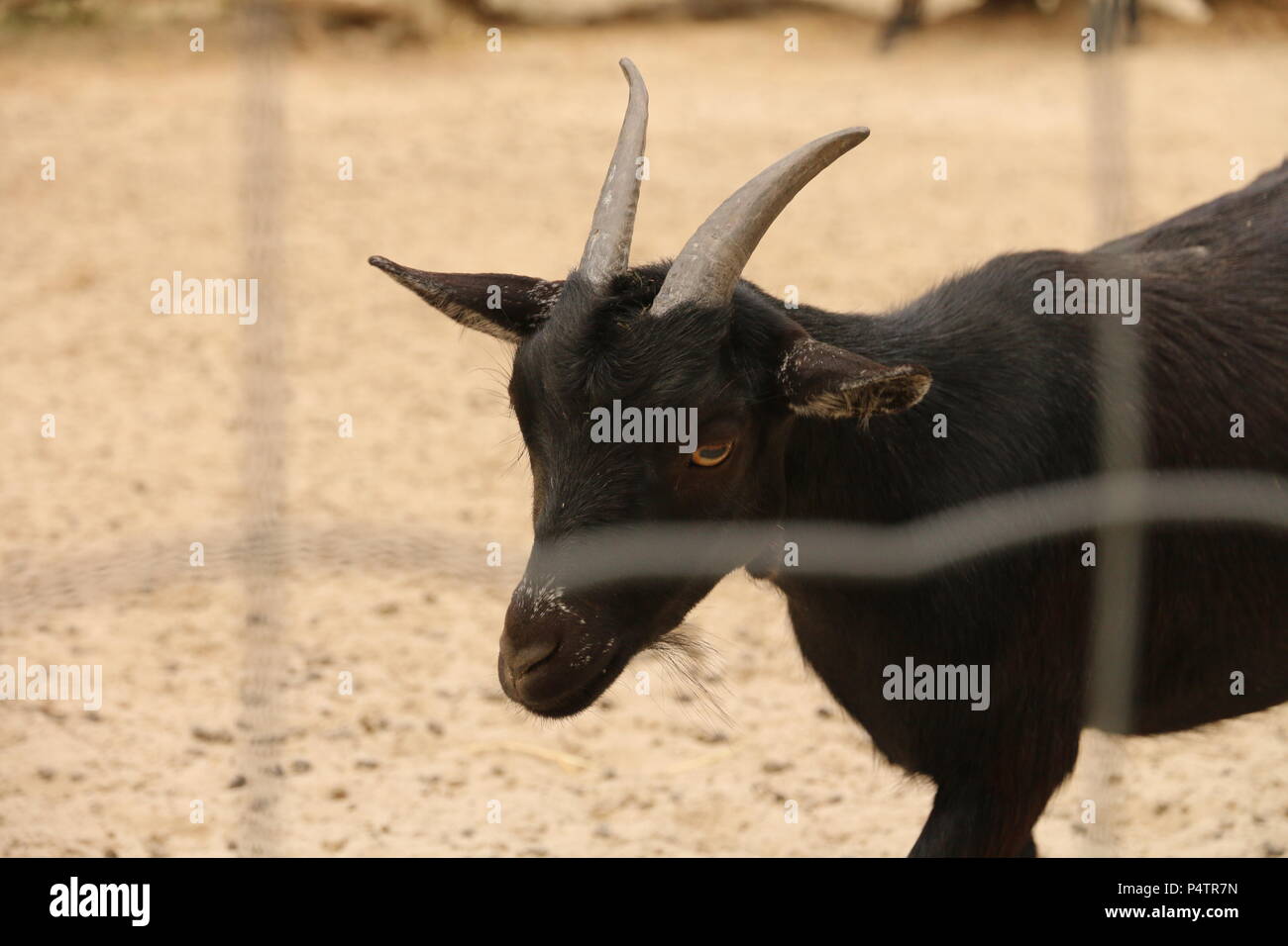 West African pygmy goat - Capra hircus hircus Stock Photo - Alamy