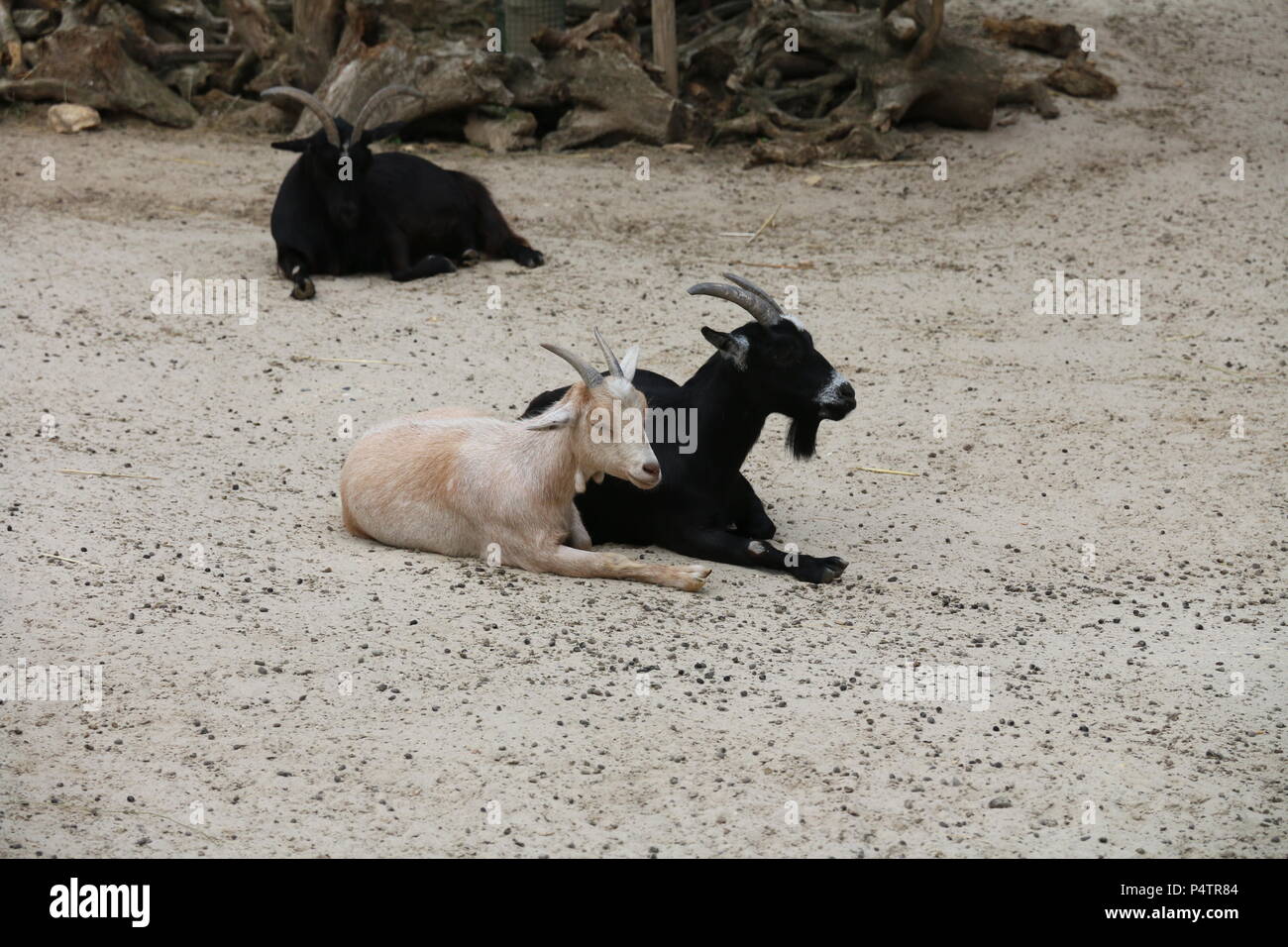 Goat - Capra aegagrus hircus Stock Photo - Alamy
