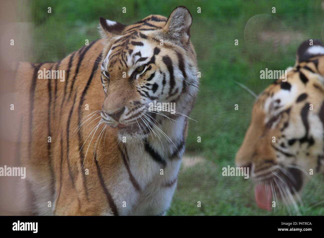 Strong tiger hi-res stock photography and images - Alamy