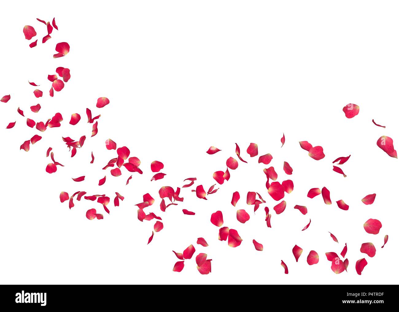 The petals of a red rose fly far into the distance. White isolated ...