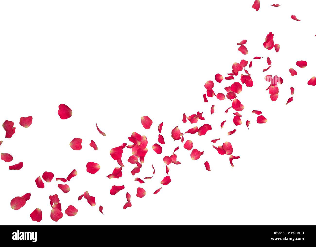 The petals of a red rose fly far into the distance. White isolated ...