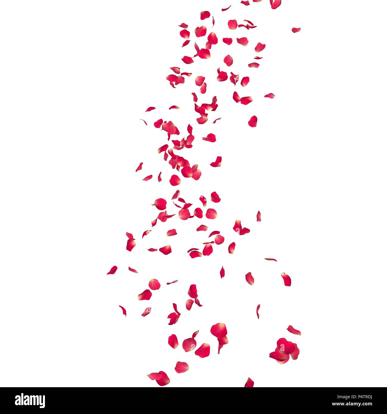 The petals of a red rose fly far into the distance. White isolated ...