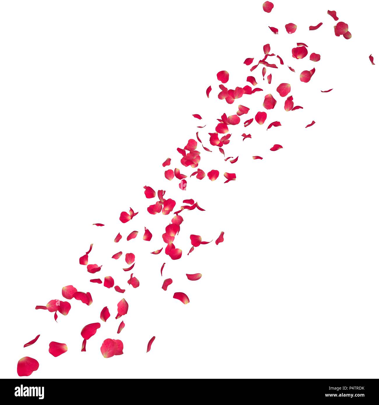 The petals of a red rose fly far into the distance. White isolated ...