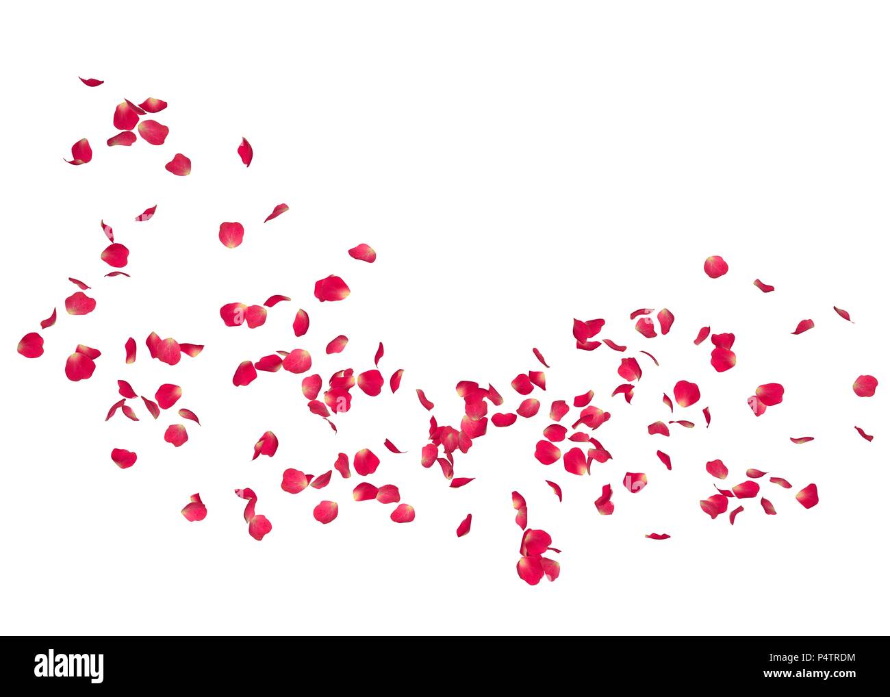 The petals of a red rose fly far into the distance. White isolated ...