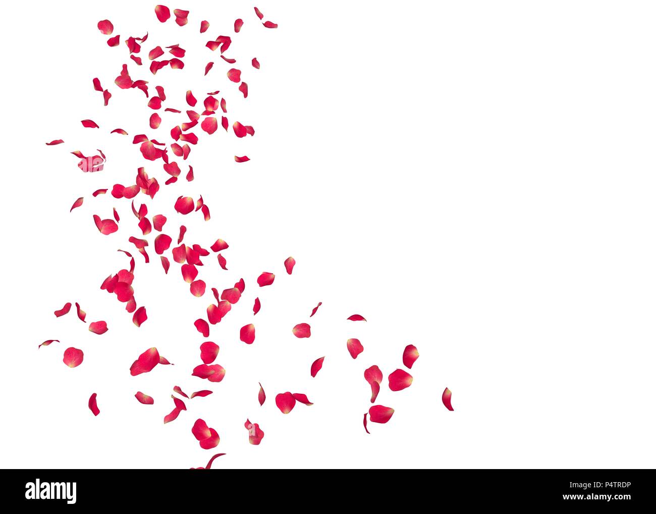 The petals of a red rose fly far into the distance. White isolated ...