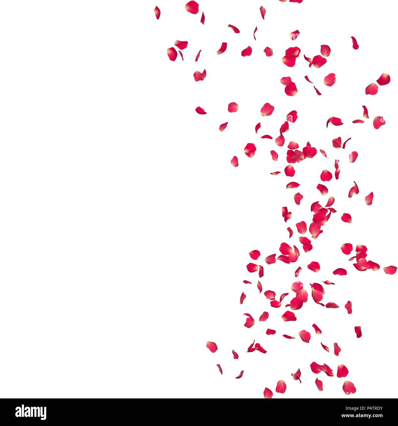 The petals of a red rose fly far into the distance. White isolated ...