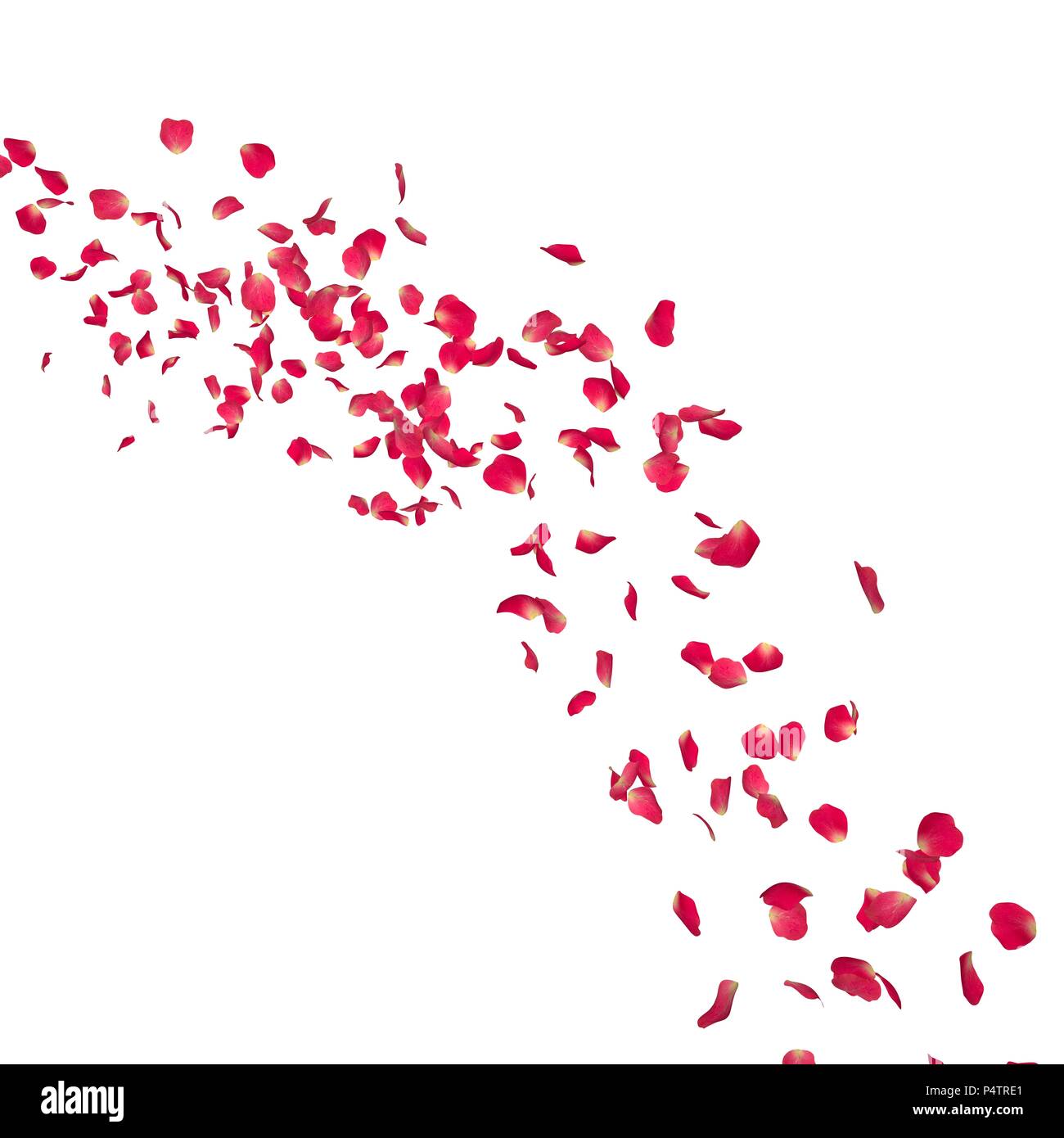 The petals of a red rose fly far into the distance. White isolated ...