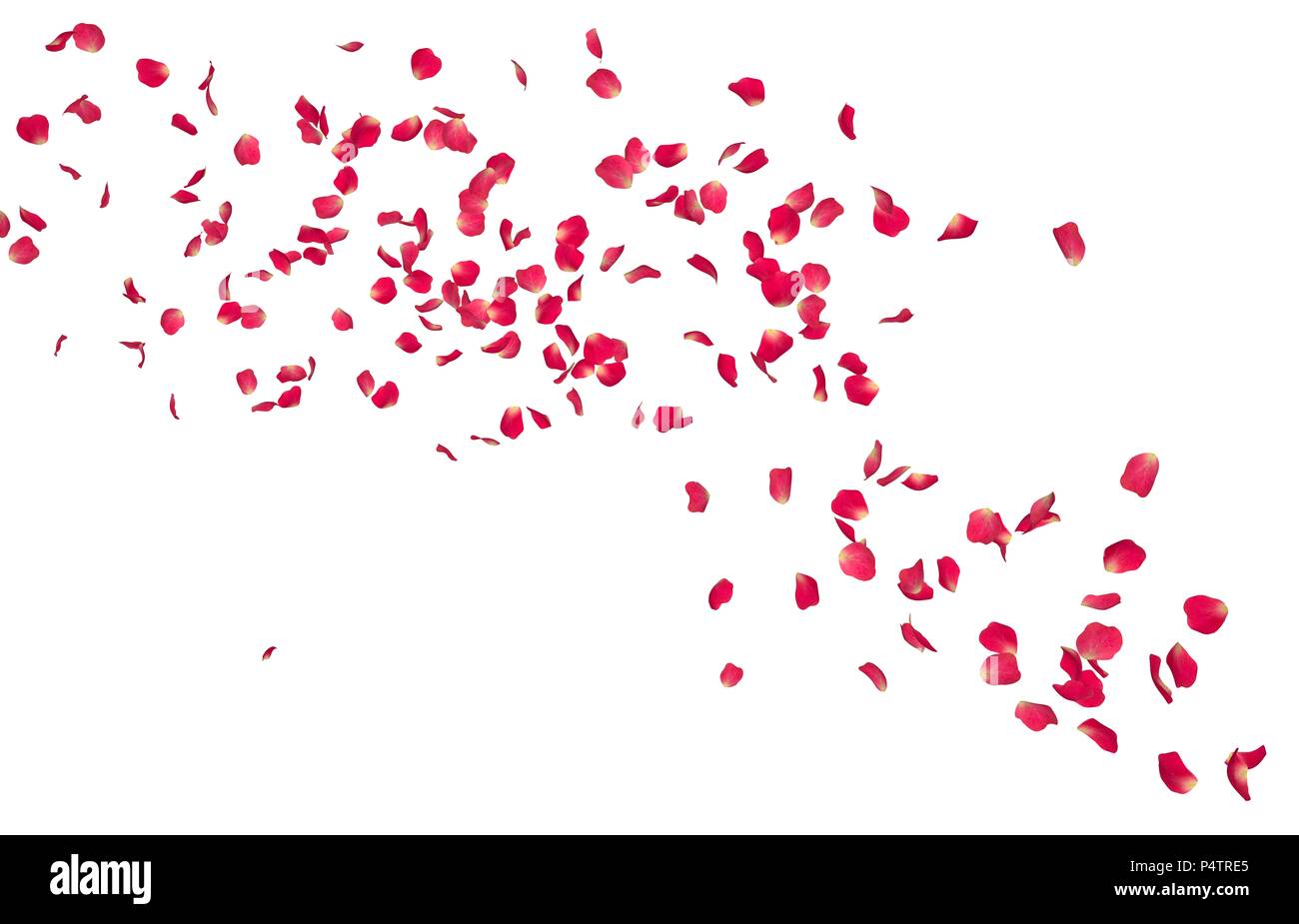 The petals of a red rose fly far into the distance. White isolated ...