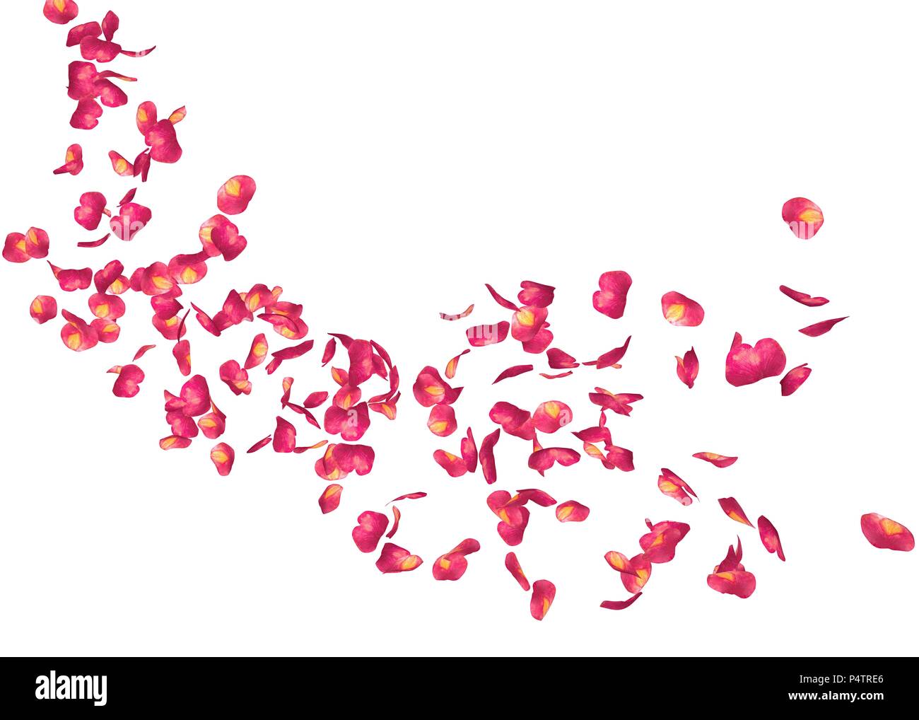 The petals of a red rose fly far into the distance. White isolated ...