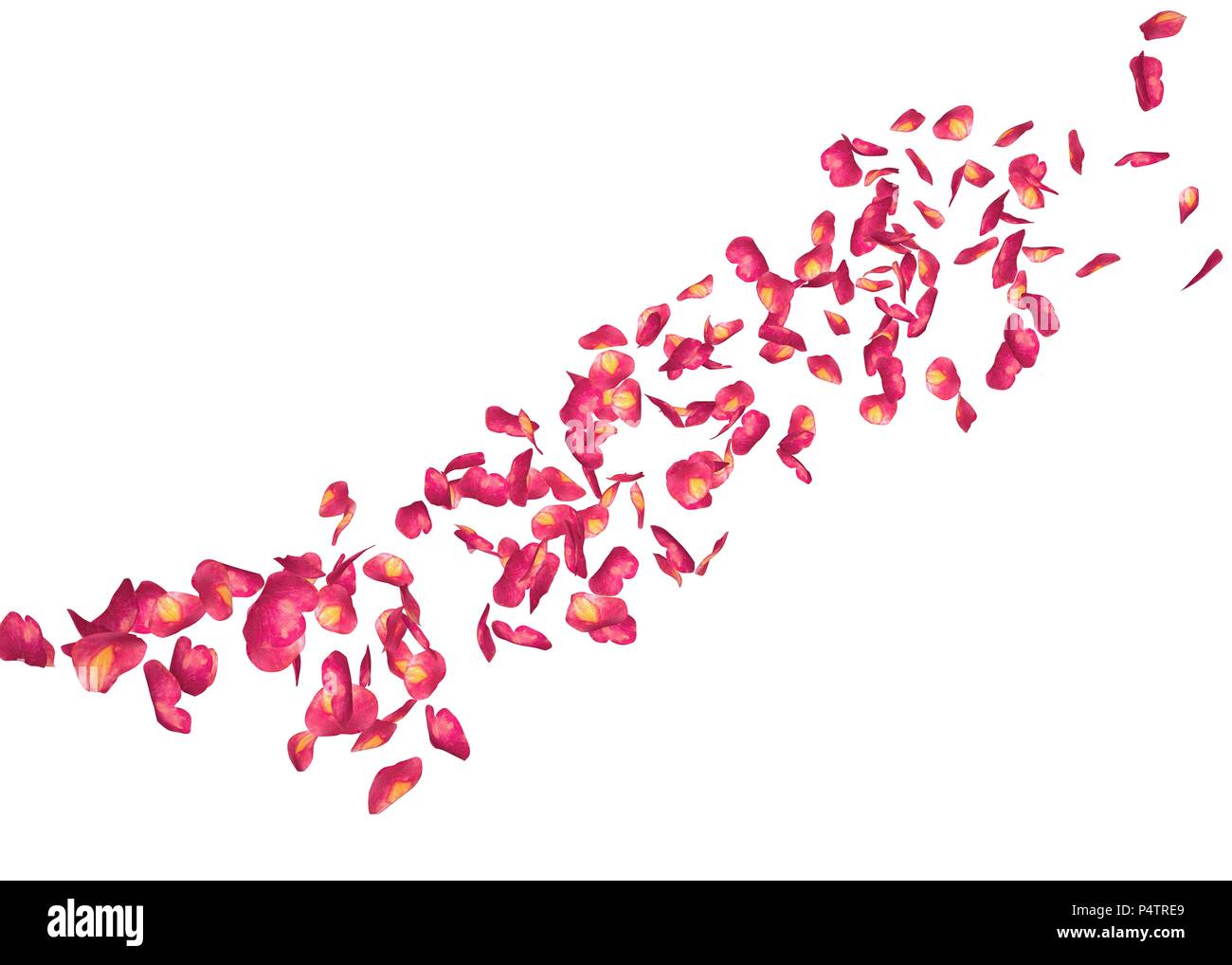 The petals of a red rose fly far into the distance. White isolated ...