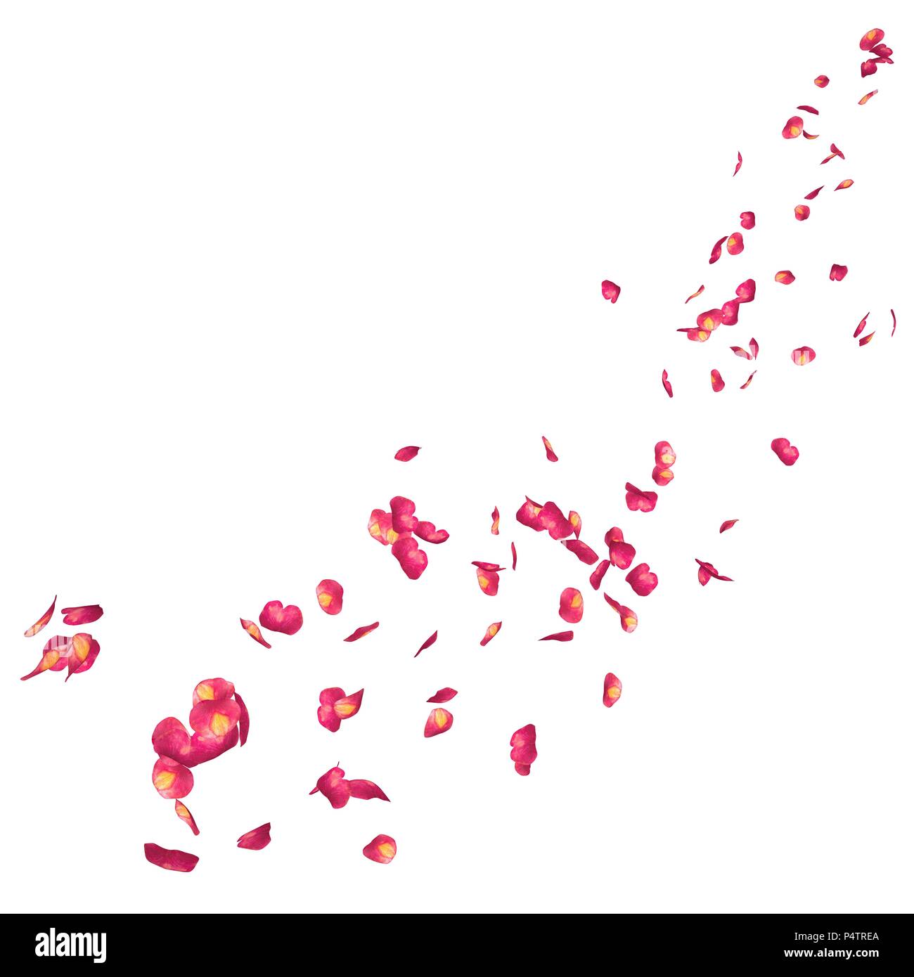 The petals of a red rose fly far into the distance. White isolated ...