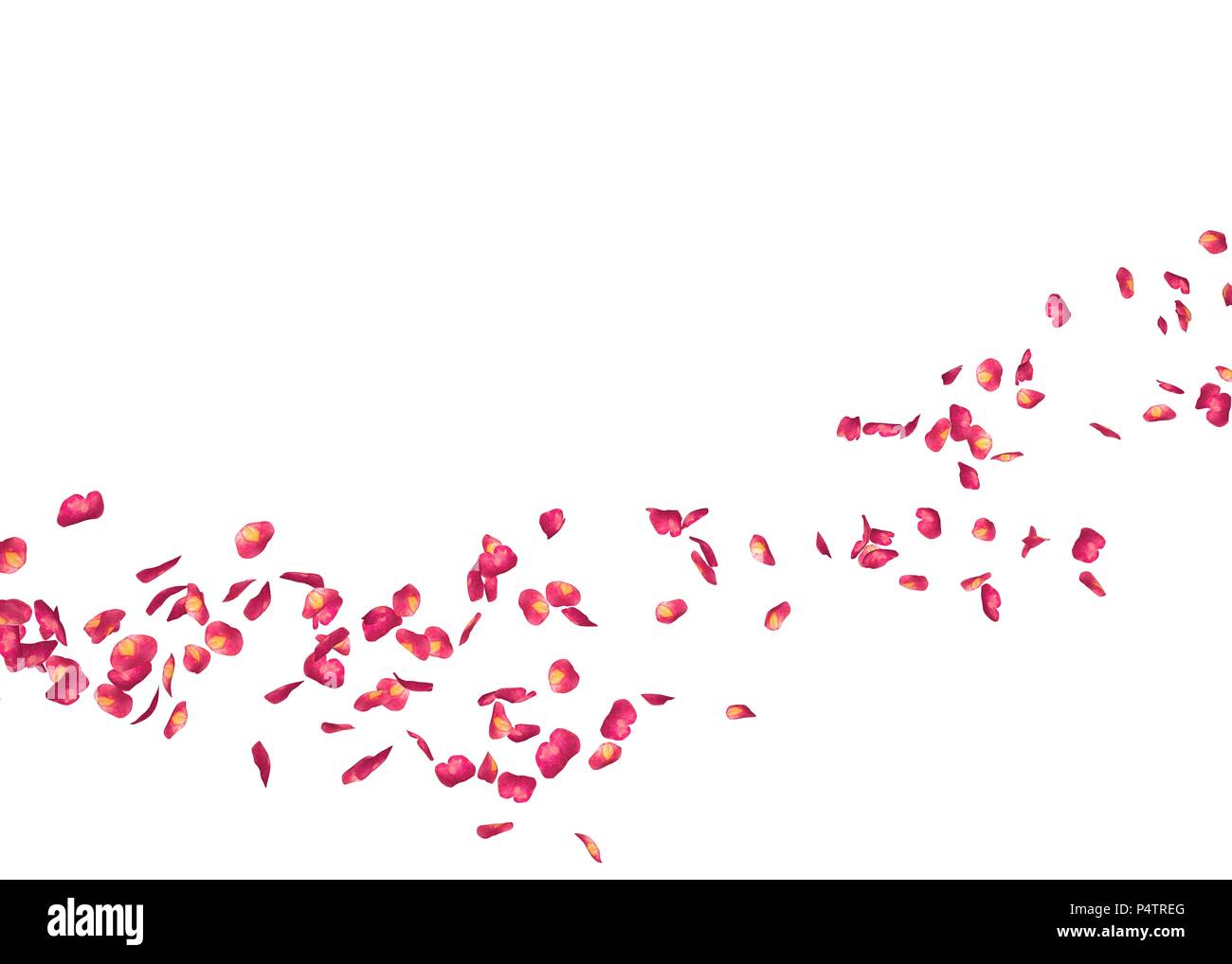 The petals of a red rose fly far into the distance. White isolated ...