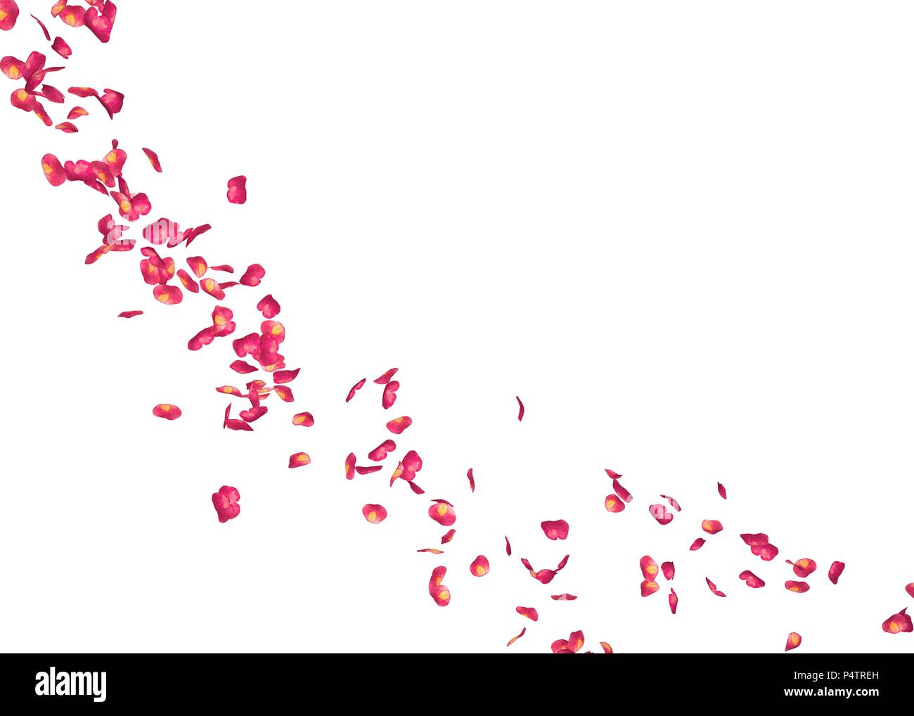 The petals of a red rose fly far into the distance. White isolated ...