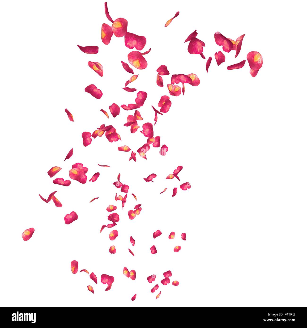 The petals of a red rose fly far into the distance. White isolated ...