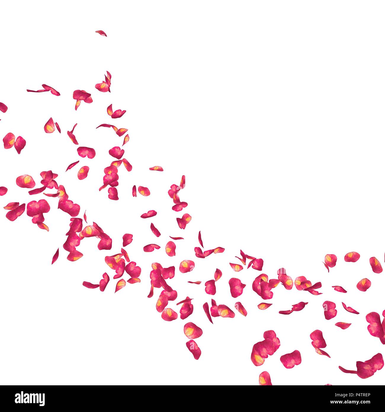 The petals of a red rose fly far into the distance. White isolated ...