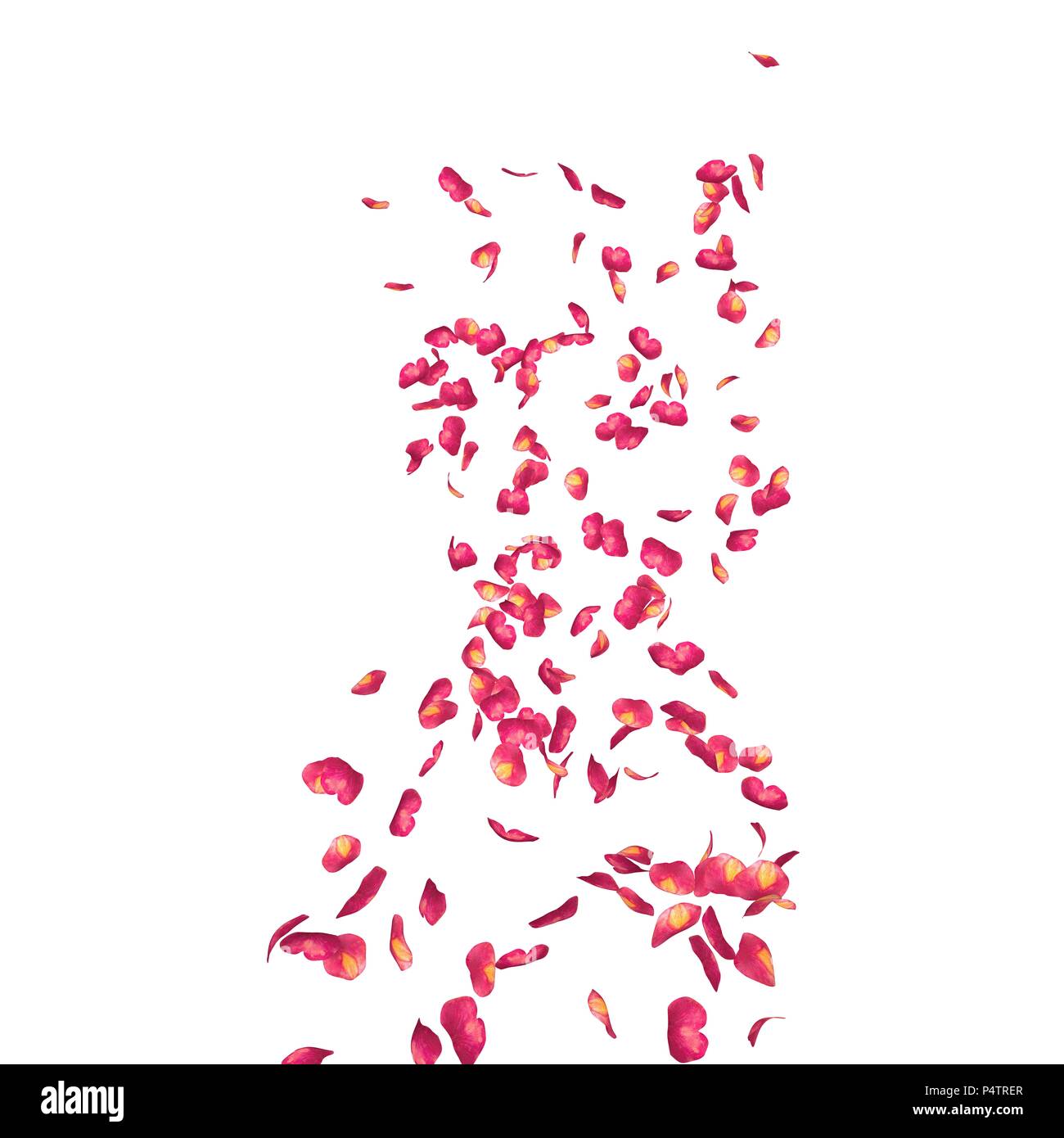 The petals of a red rose fly far into the distance. White isolated ...