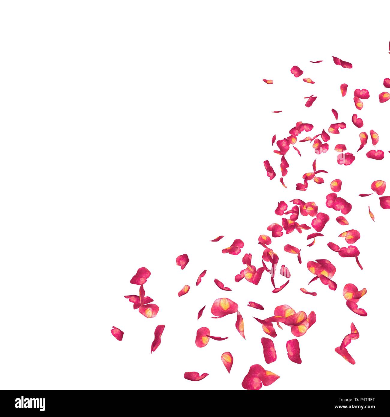 The petals of a red rose fly far into the distance. White isolated ...