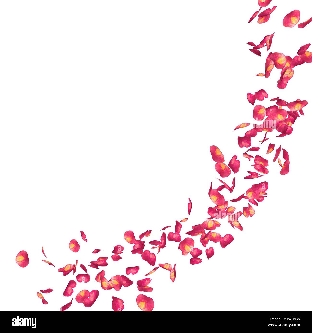 The petals of a red rose fly far into the distance. White isolated ...