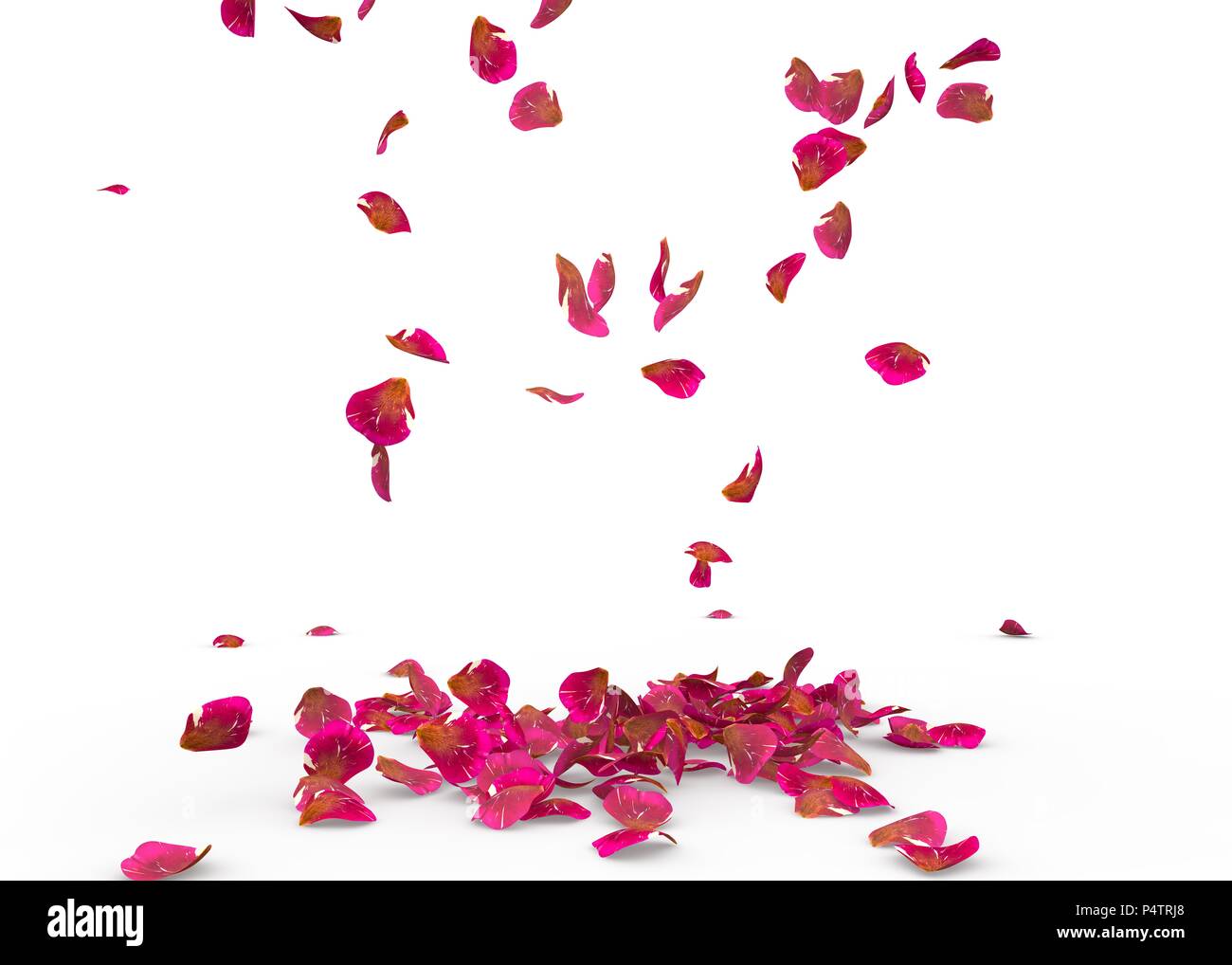 Rose petals fall to the floor. Isolated background Stock Photo - Alamy