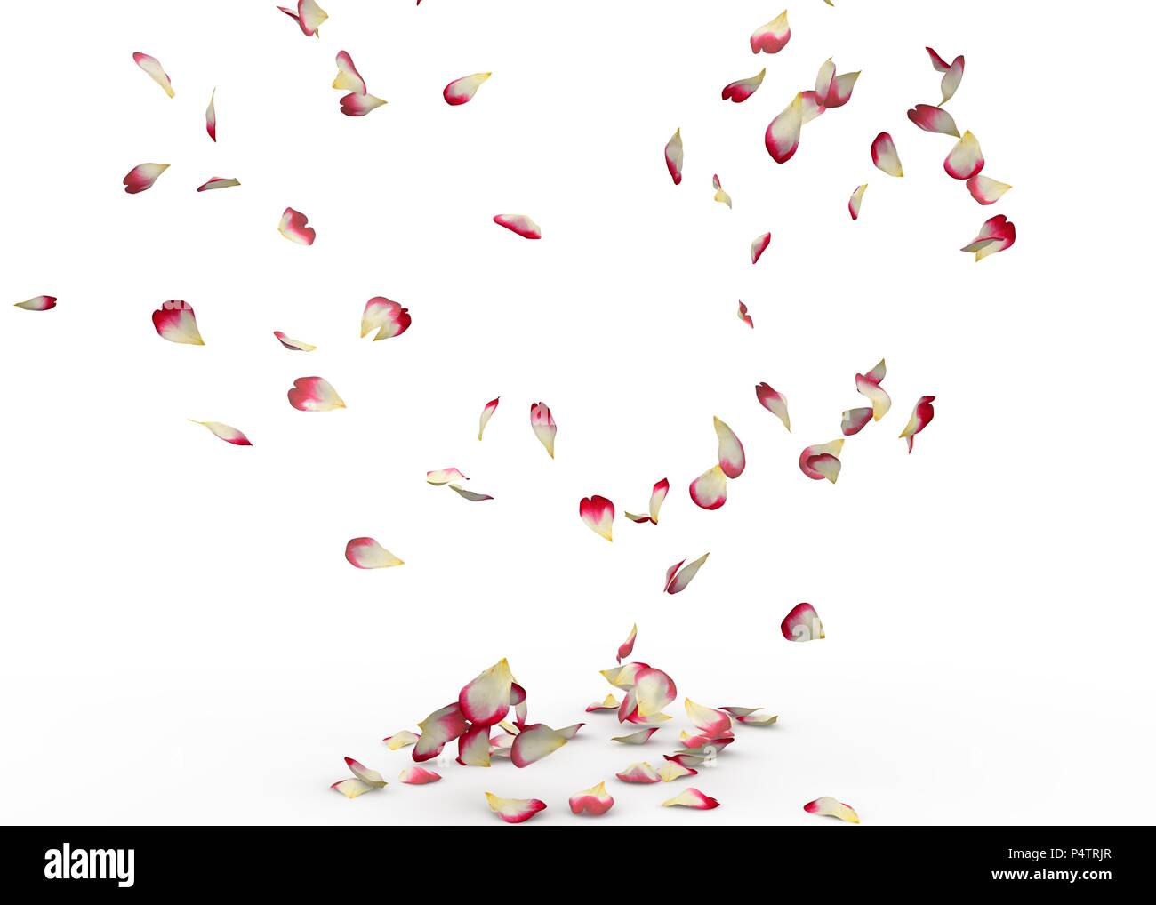 Rose petals fall to the floor. Isolated background Stock Photo - Alamy