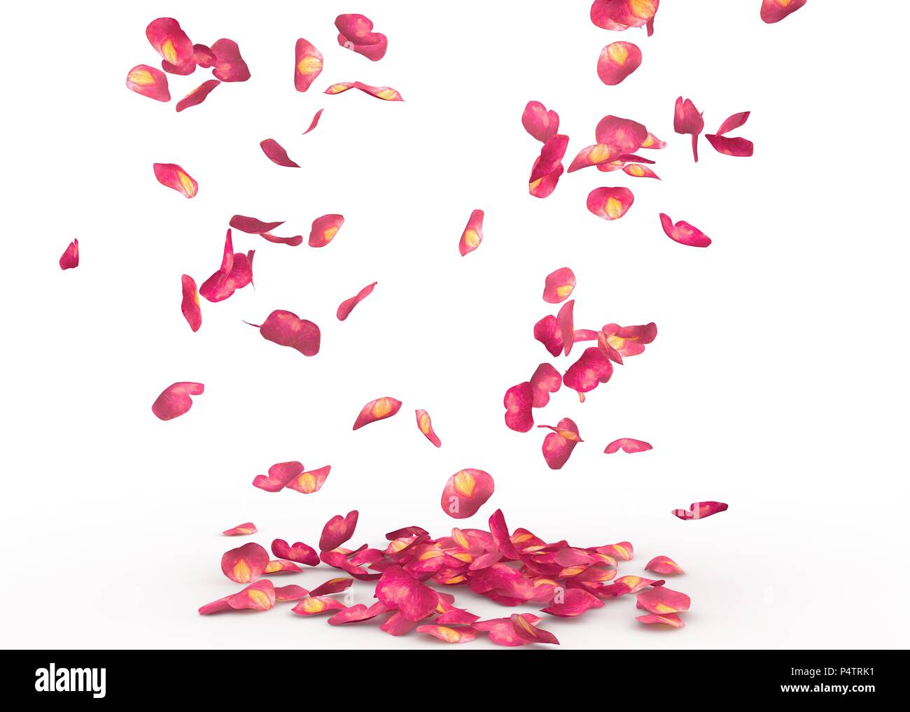 Rose petals fall to the floor. Isolated background Stock Photo - Alamy