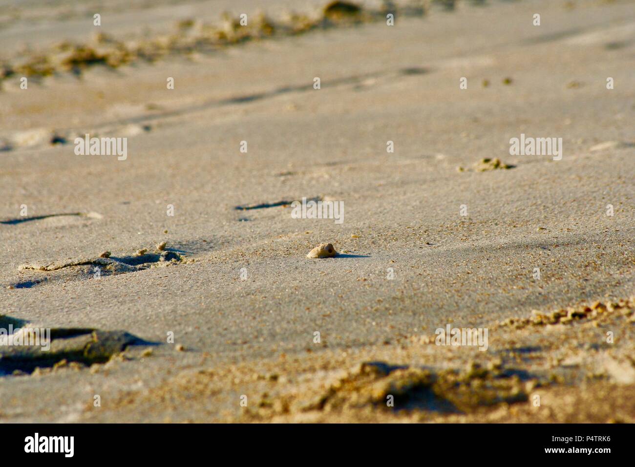 Sand crushed shells on beach hi-res stock photography and images - Alamy