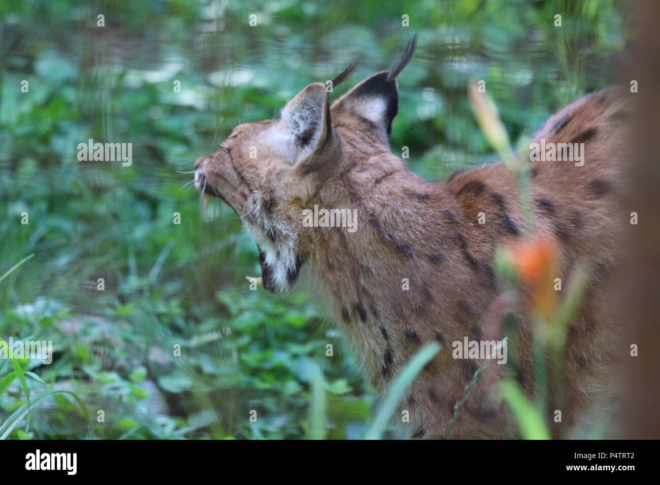 Sharp lynx hi-res stock photography and images - Alamy