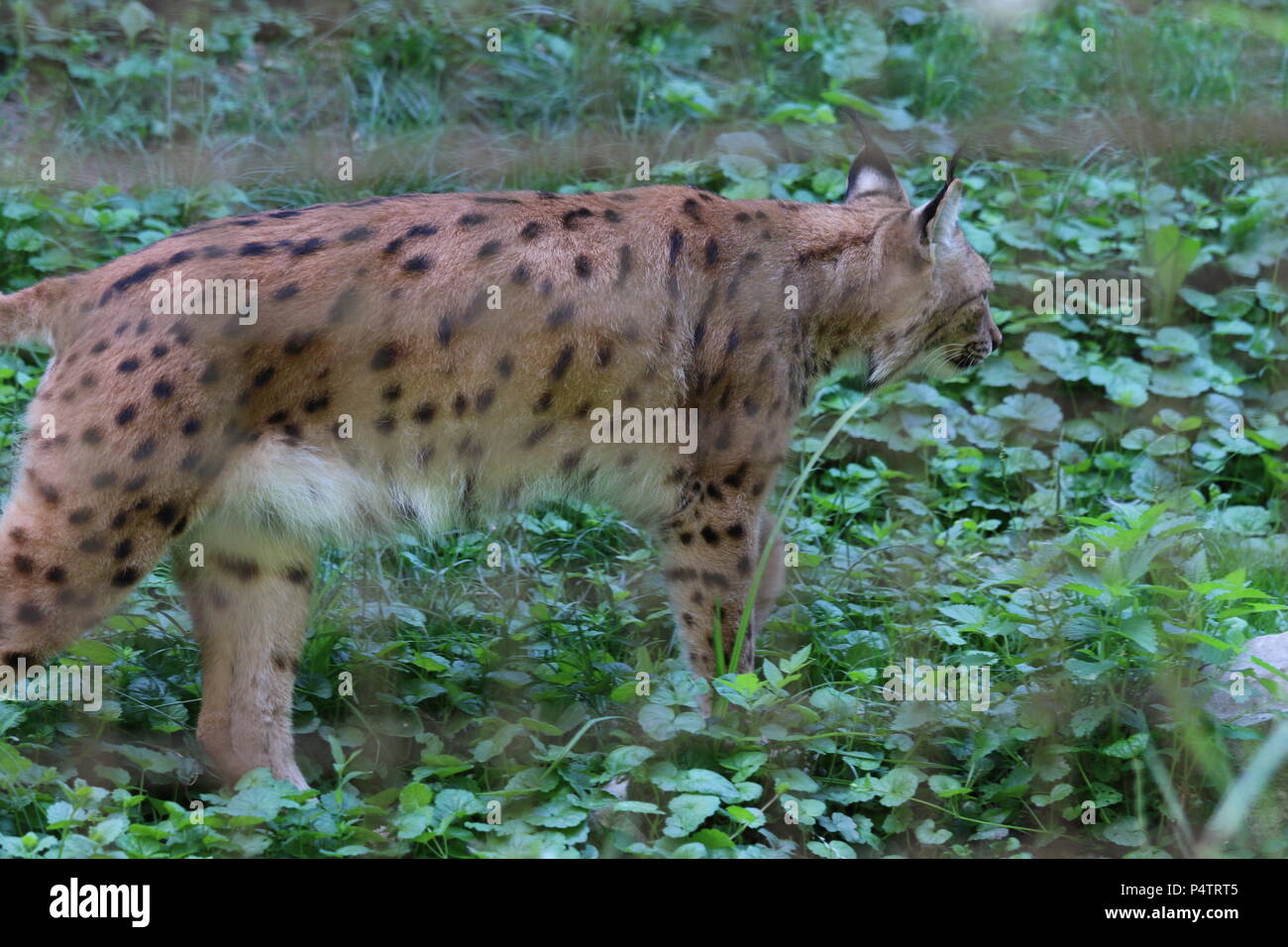 Sharp lynx hi-res stock photography and images - Alamy