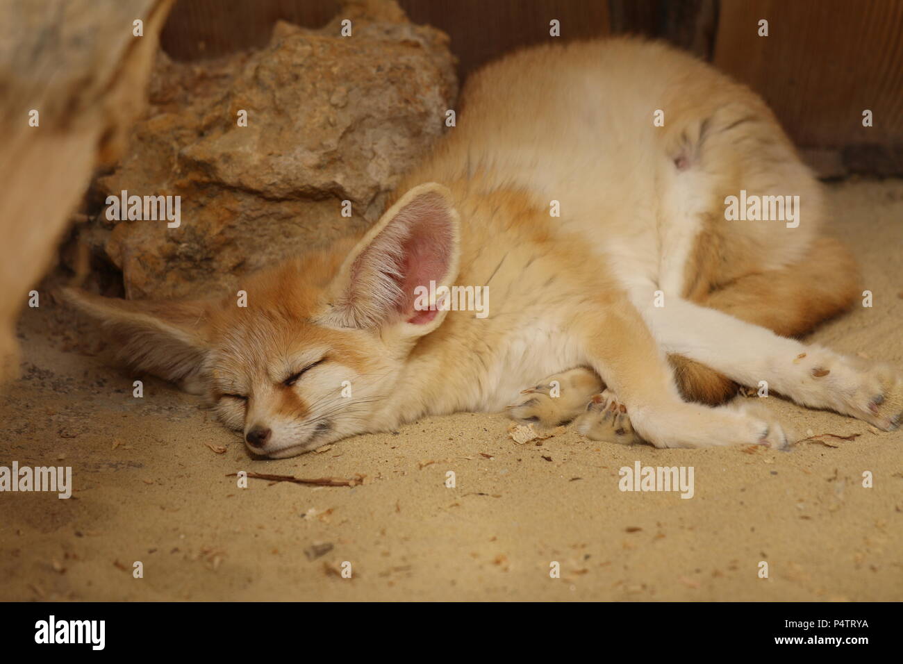Fennec fox - Vulpes zerda Stock Photo - Alamy