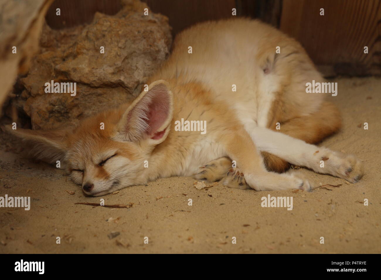 Fennec fox hi-res stock photography and images - Alamy