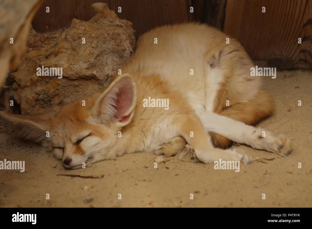 Fennec Fox Vulpes Zerda Side High Resolution Stock Photography and ...