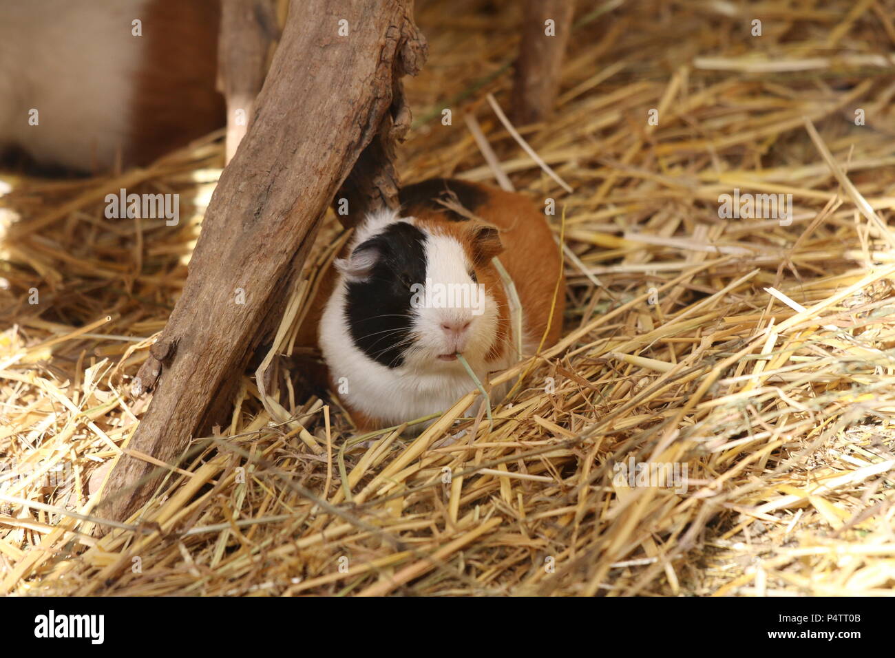 Guinea pig - Cavia porcellus Stock Photo - Alamy
