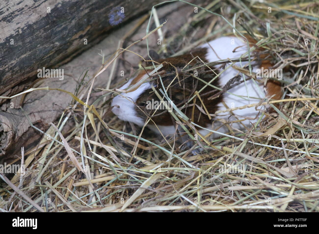 Guinea pig - Cavia porcellus Stock Photo - Alamy