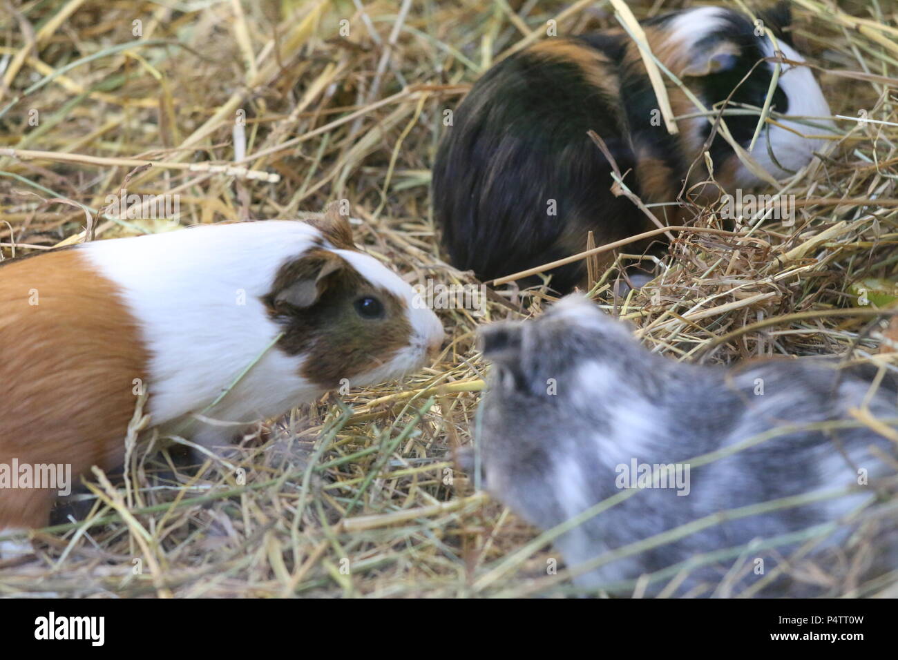 Guinea pig - Cavia porcellus Stock Photo - Alamy