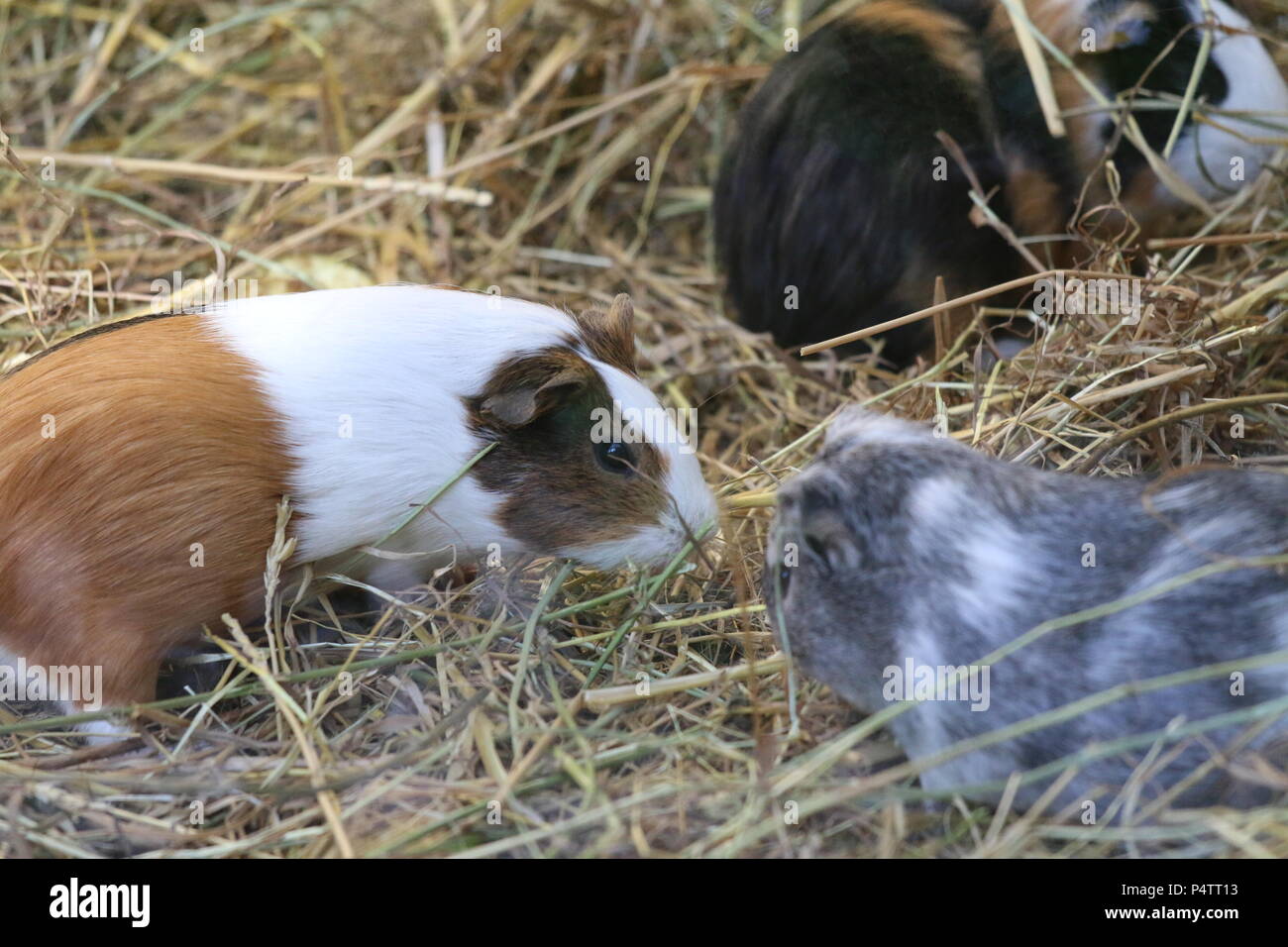 Guinea pig - Cavia porcellus Stock Photo - Alamy