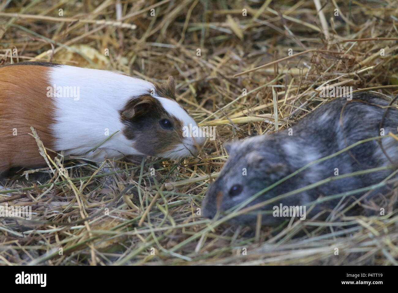 Guinea pig - Cavia porcellus Stock Photo - Alamy