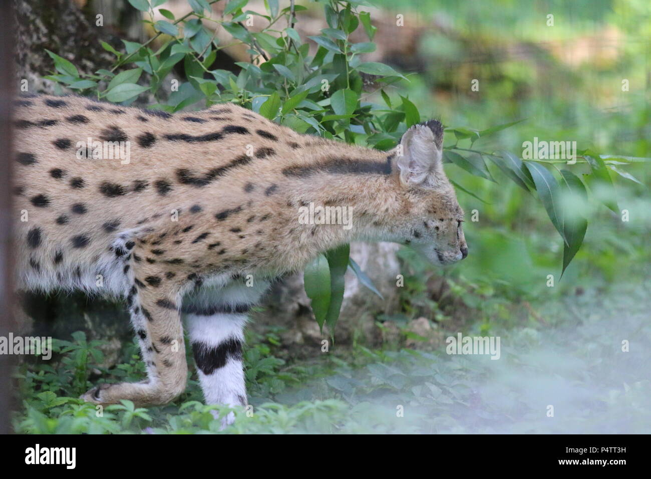 Serval Jumping For Bird