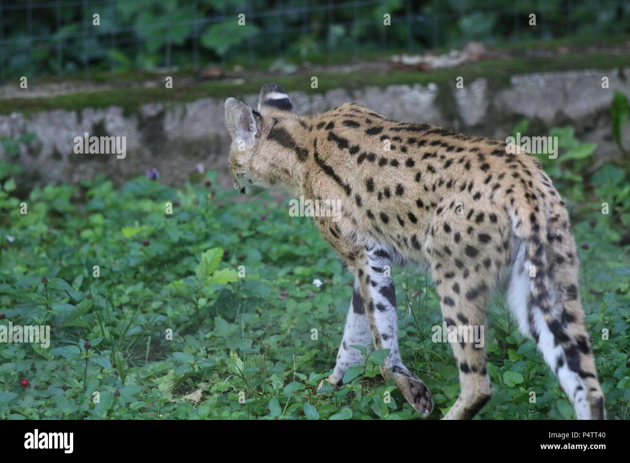 Serval at night hi-res stock photography and images - Alamy