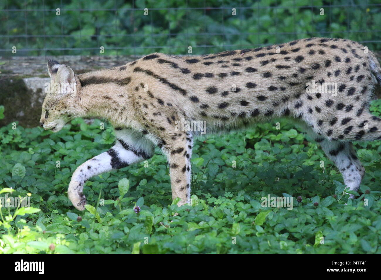 Serval at night hi-res stock photography and images - Alamy