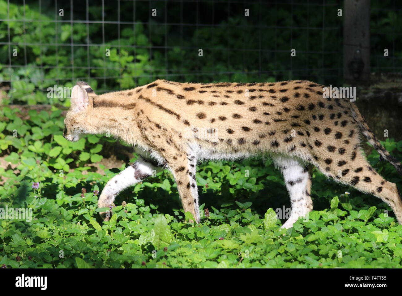 Serval at night hi-res stock photography and images - Alamy