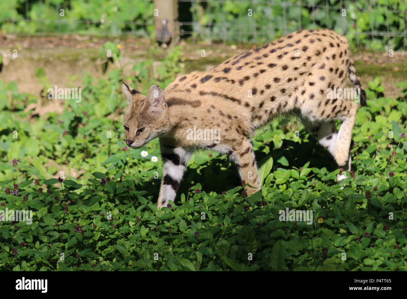 Serval jump hi-res stock photography and images - Alamy