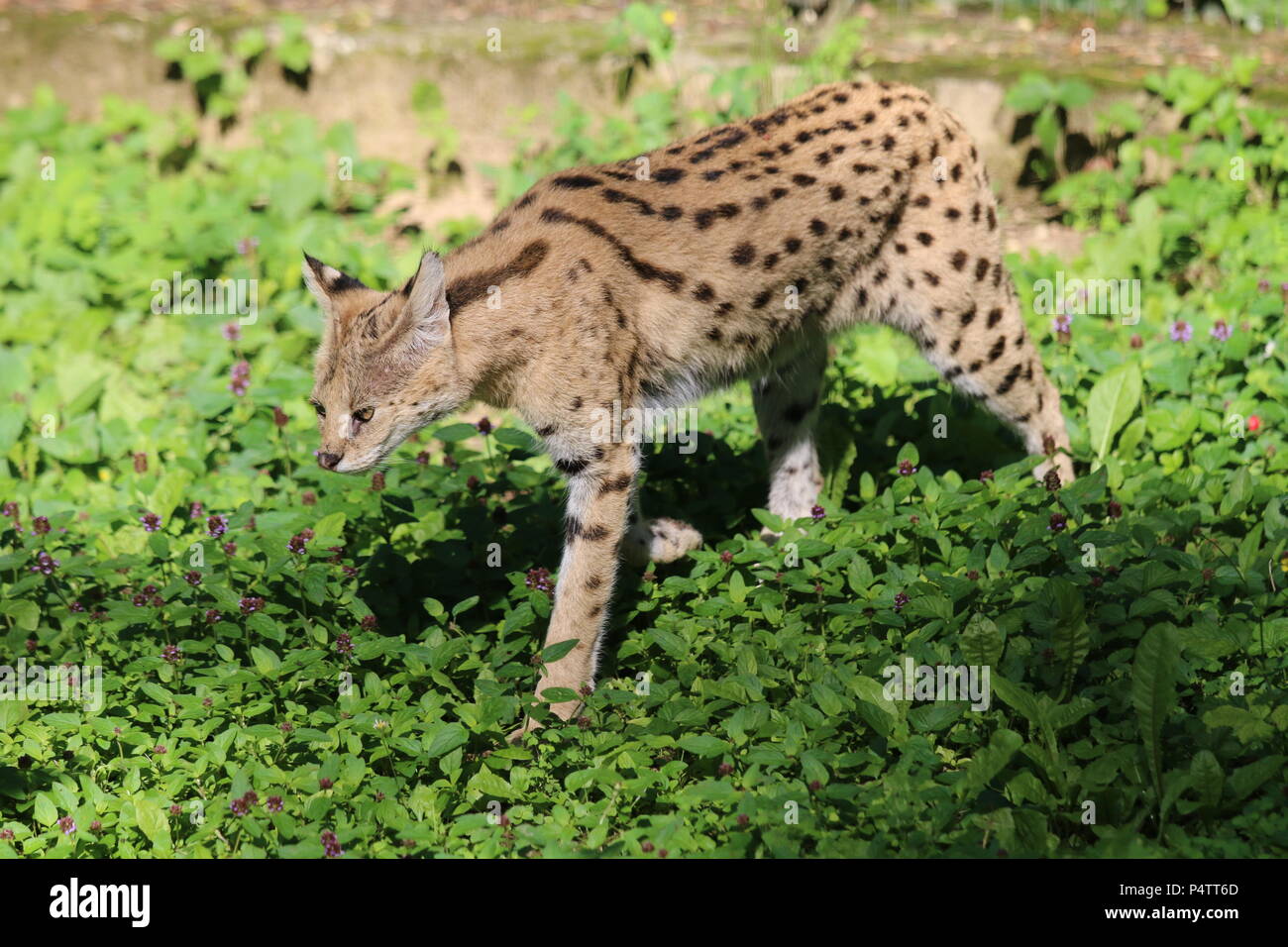 Serval at night hi-res stock photography and images - Alamy