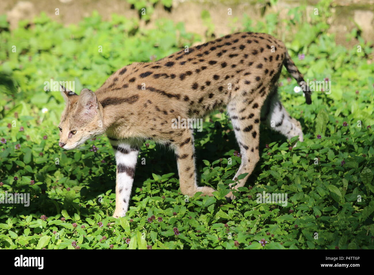 Serval Jump High Resolution Stock Photography and Images - Alamy