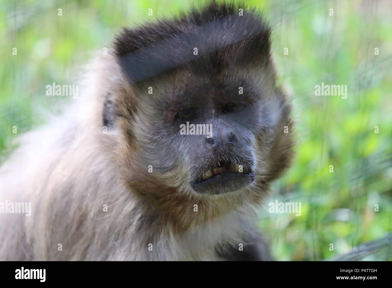 Brown Capuchin / tufted capuchin - Sapajus apella Stock Photo - Alamy